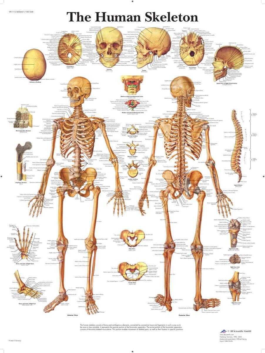 Plakat Skelettet Lekolar Danmark Plakat Skelettet Lekolar Danmark